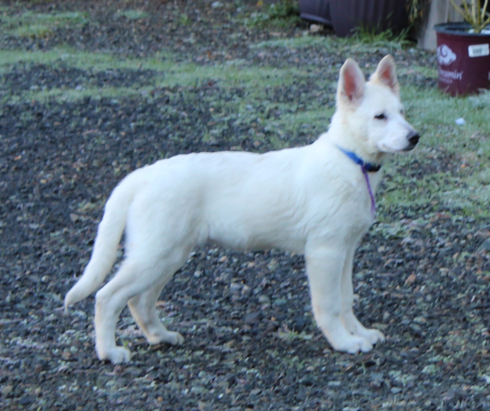 SureFire Shepherds - Puppies Available