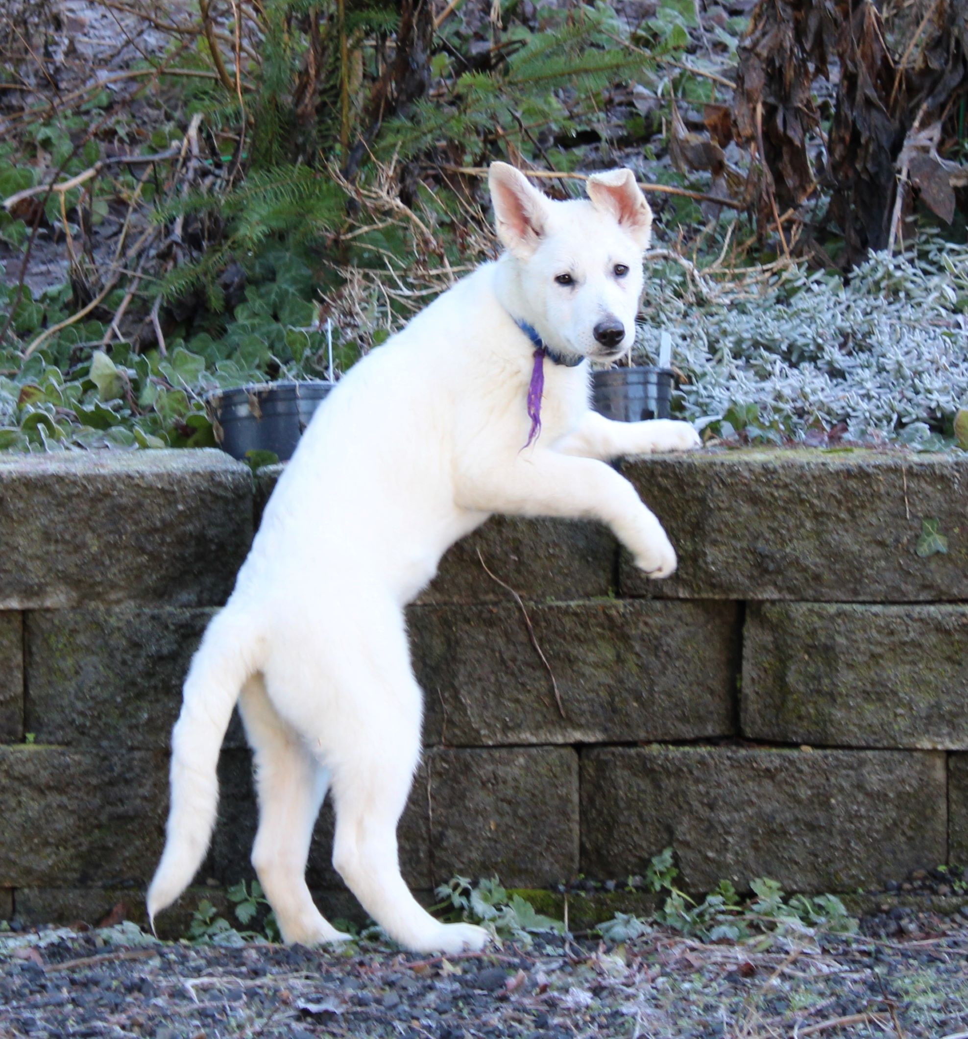 SureFire Shepherds - Puppies Available